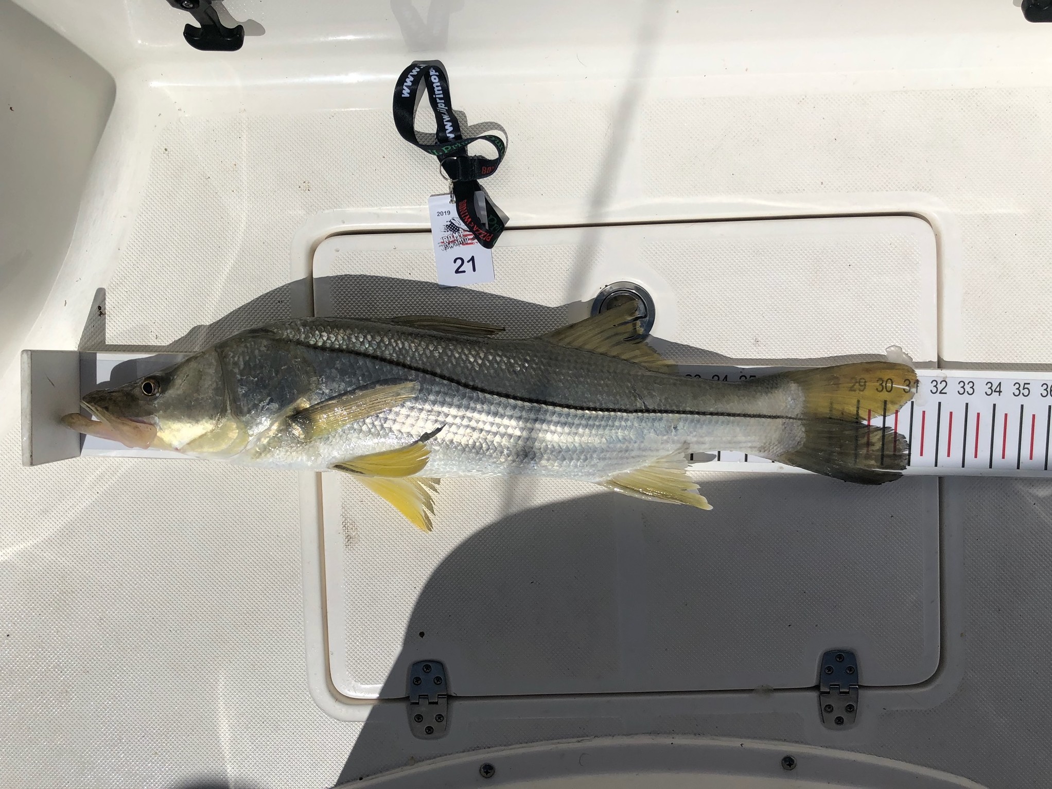 RompSnook – Backwater Fishing in Naples & the Ten Thousand Islands